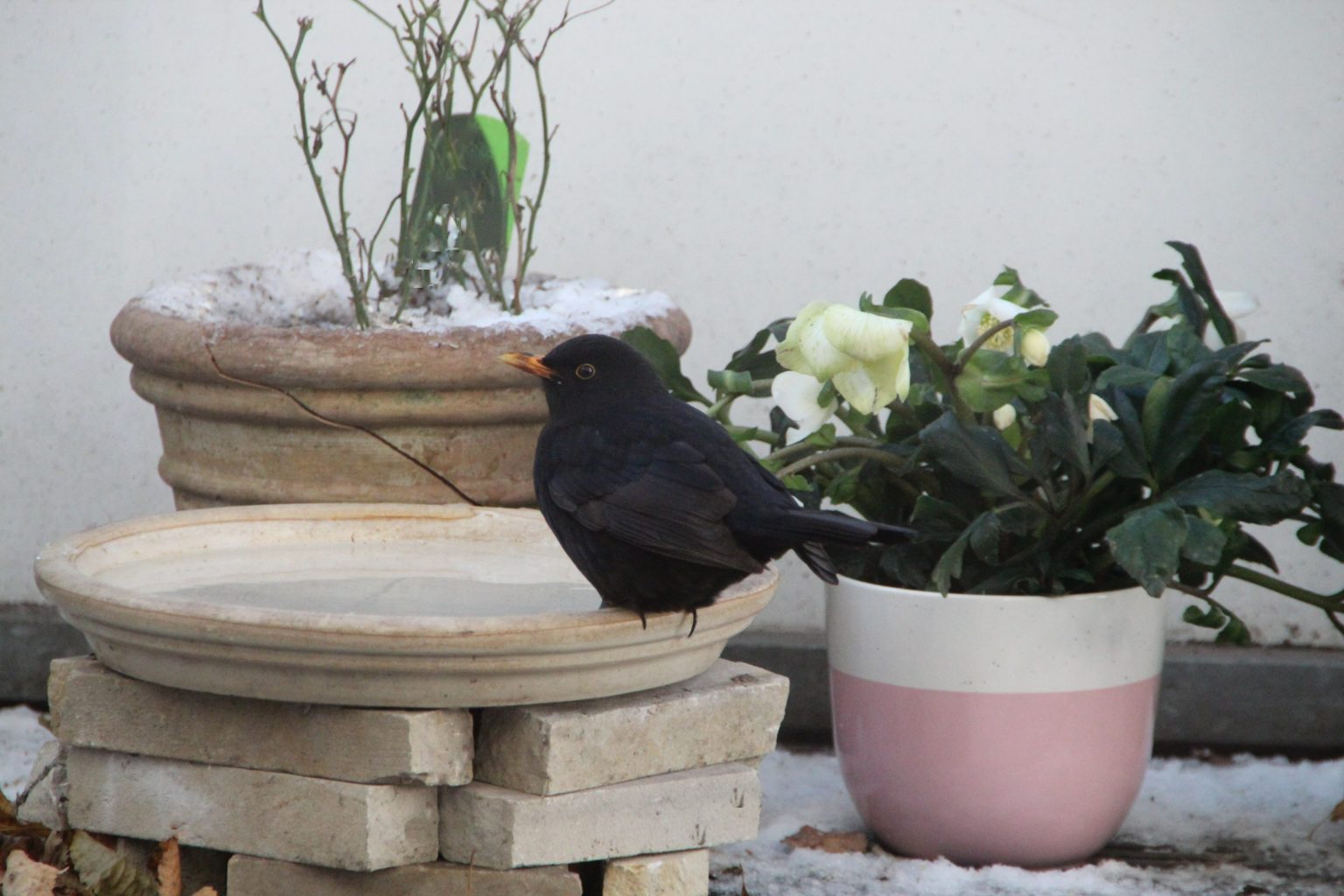 Startseite | Vogelgarten